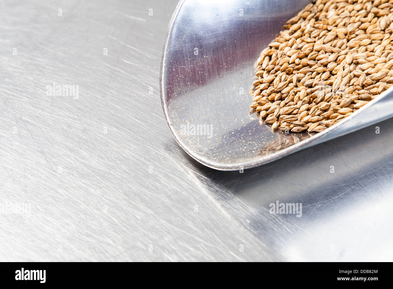 Detail of raw malt in a premium brewery Stock Photo - Alamy