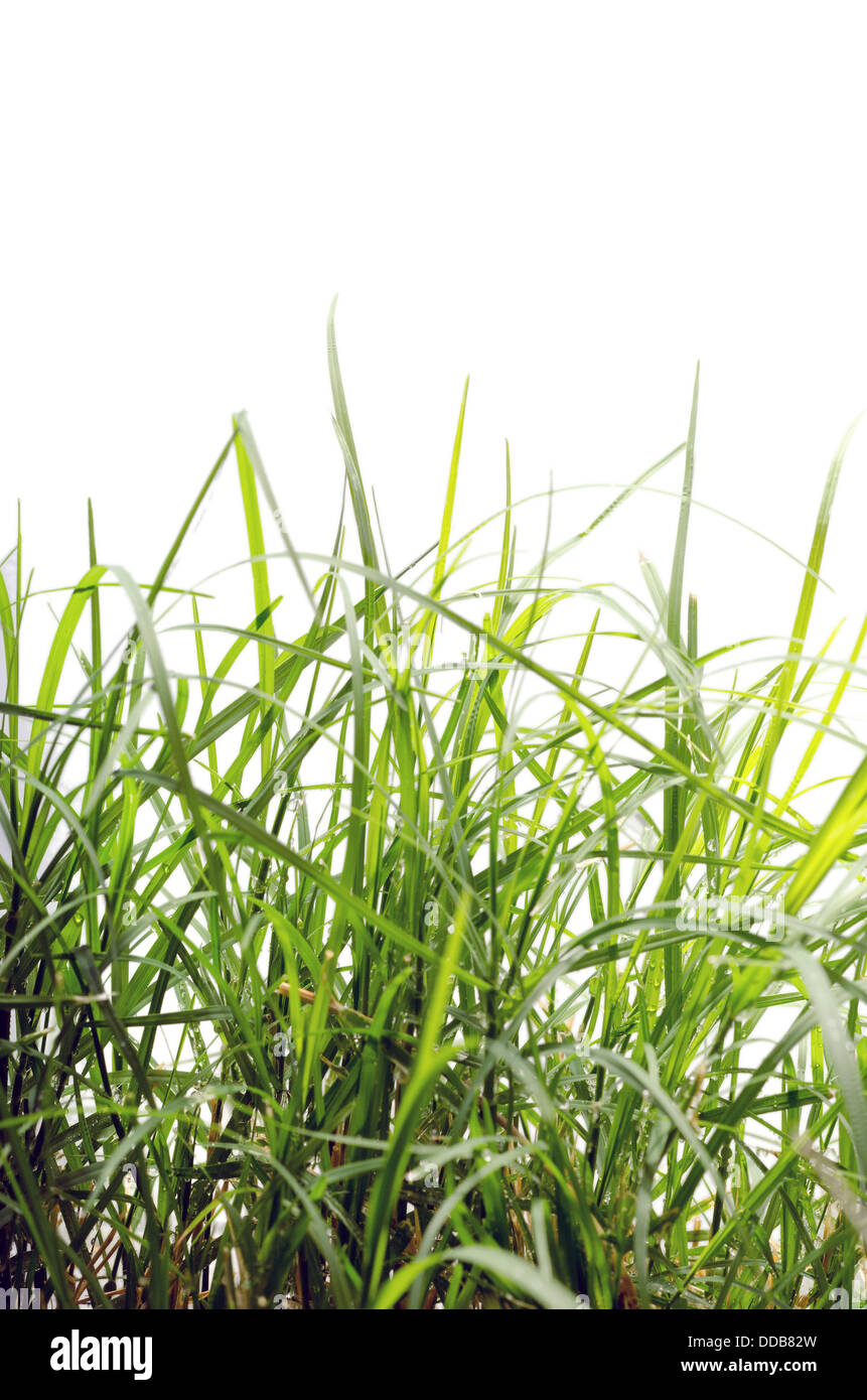 Foreground lawn hi-res stock photography and images - Alamy