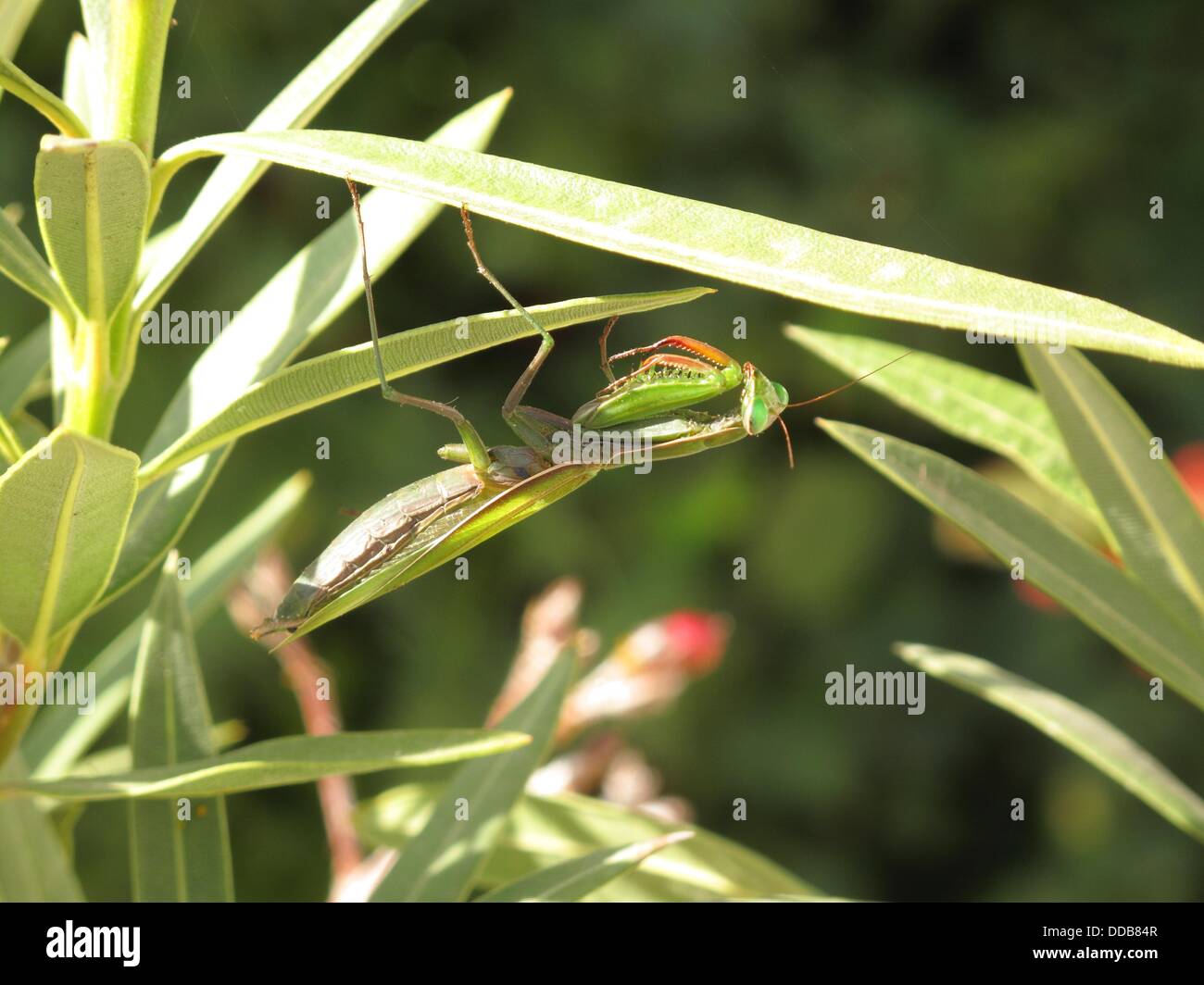 Sphodromantis viridis hi-res stock photography and images - Alamy