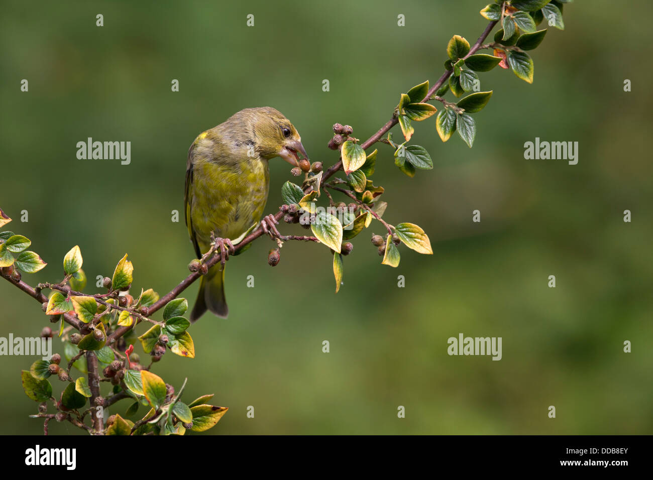 Greenfinch hi-res stock photography and images - Alamy