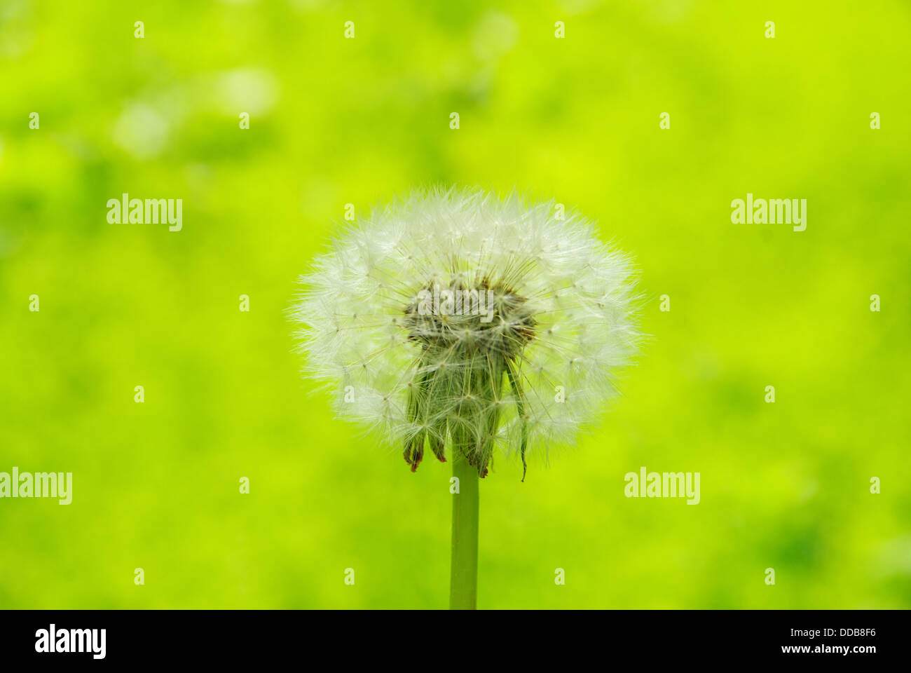 Dandelion black background art hi-res stock photography and images - Alamy