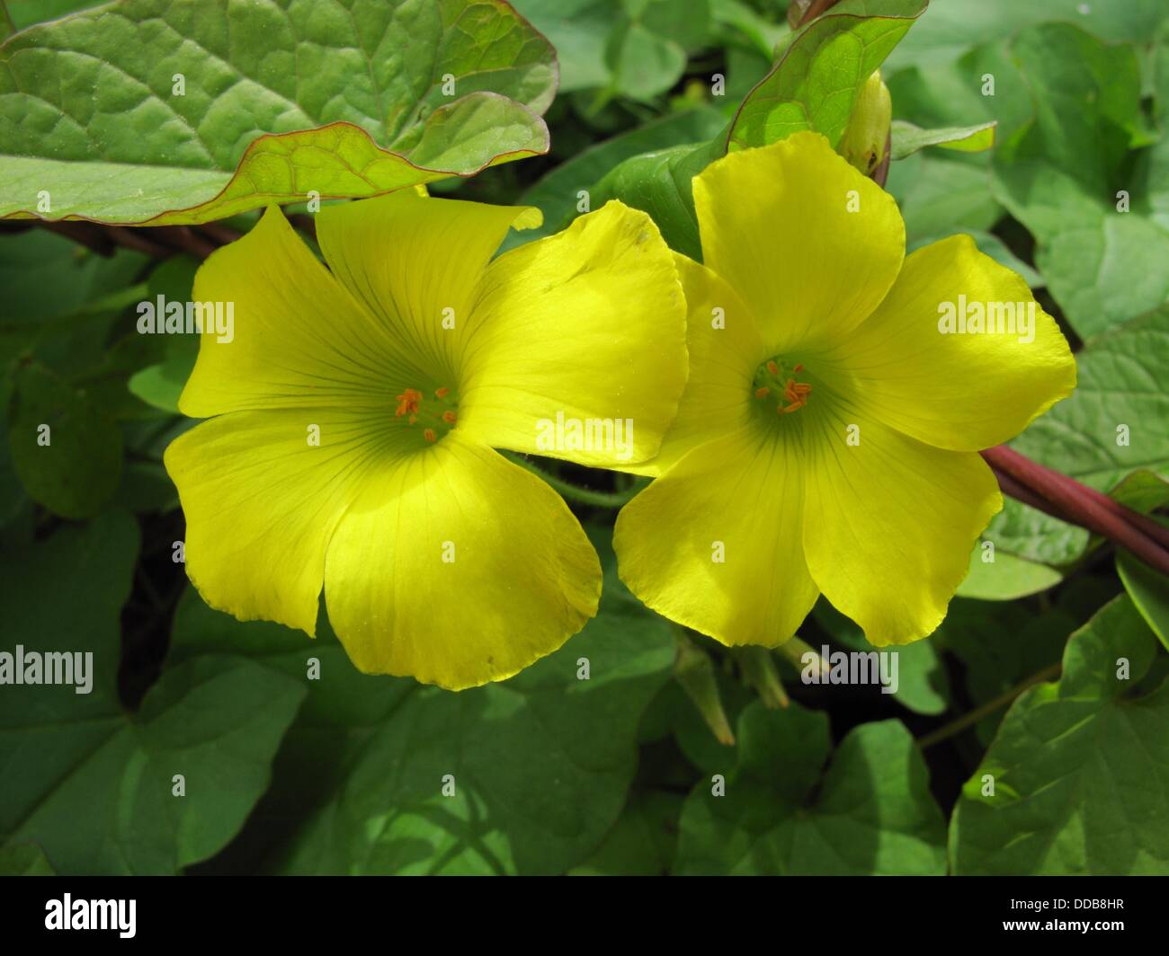 Oxalis valdiviensis, Salads edible Stock Photo - Alamy