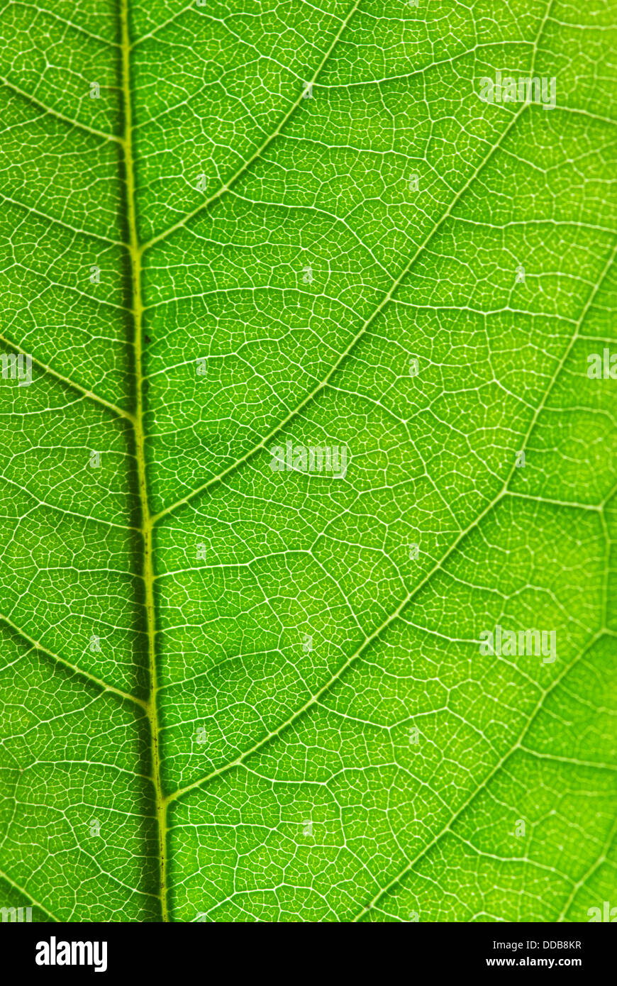 structure of leaf Stock Photo - Alamy
