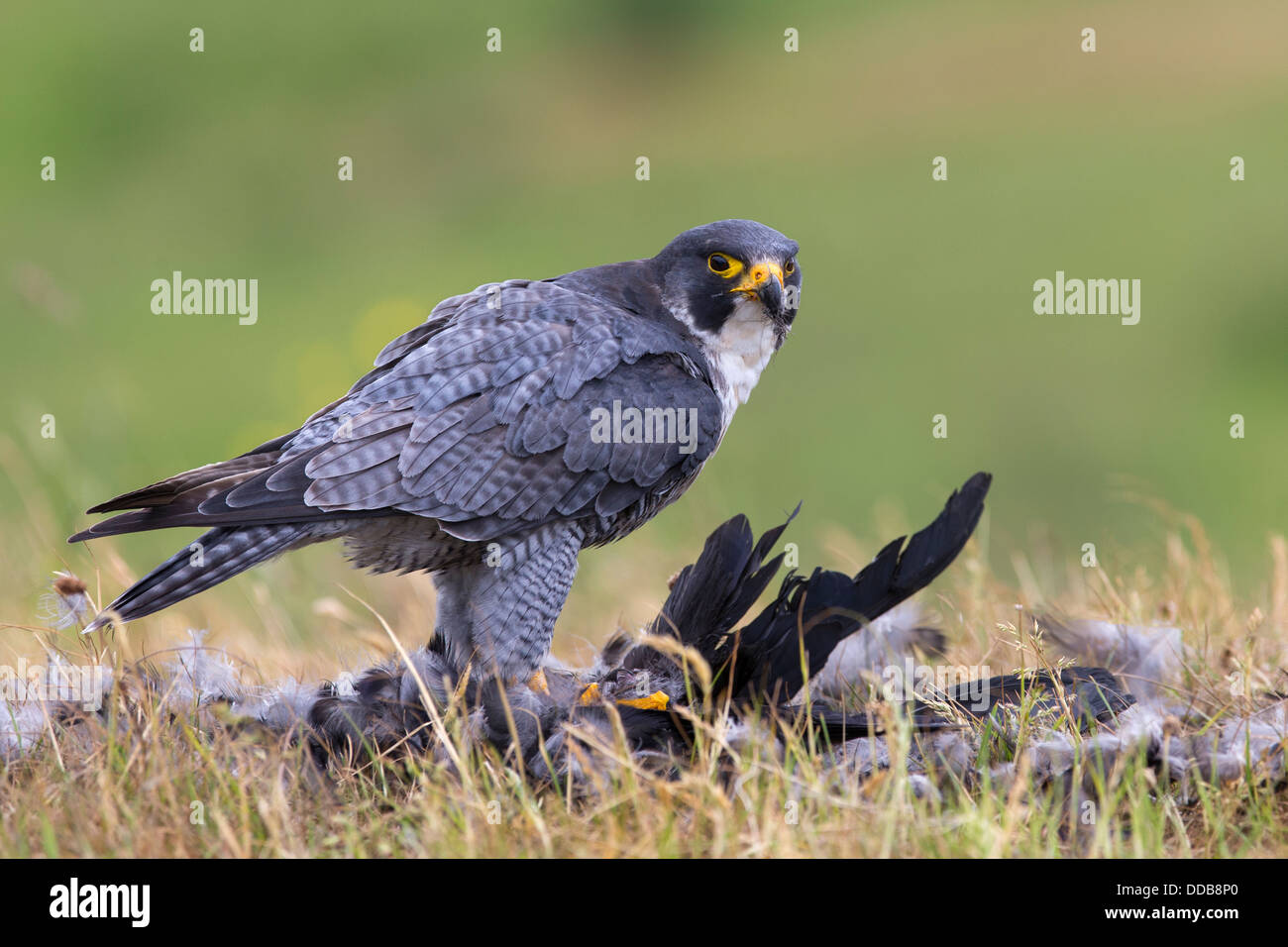 Male Peregrine Falcon with his prey Stock Photo - Alamy