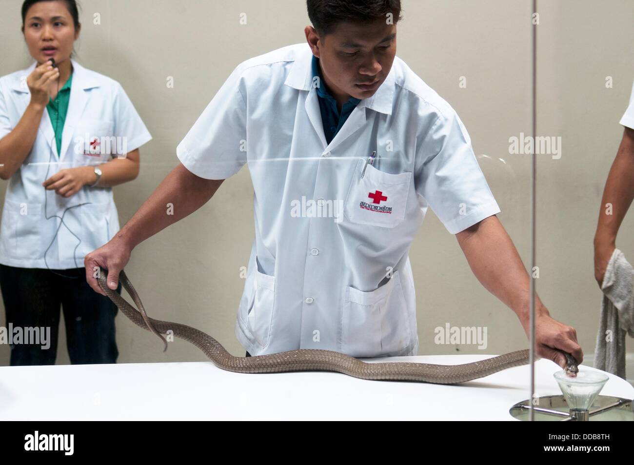 Venom extraction snake hi-res stock photography and images - Alamy