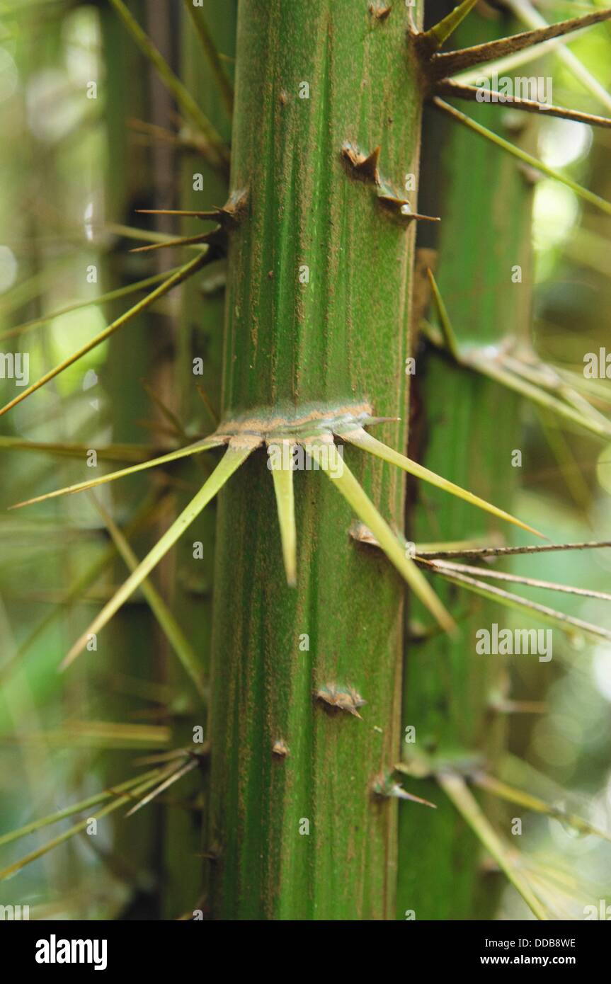 Salak tree hi-res stock photography and images - Alamy