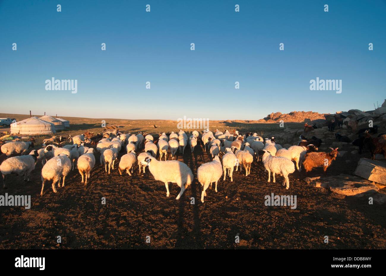 Just goats hi-res stock photography and images - Alamy