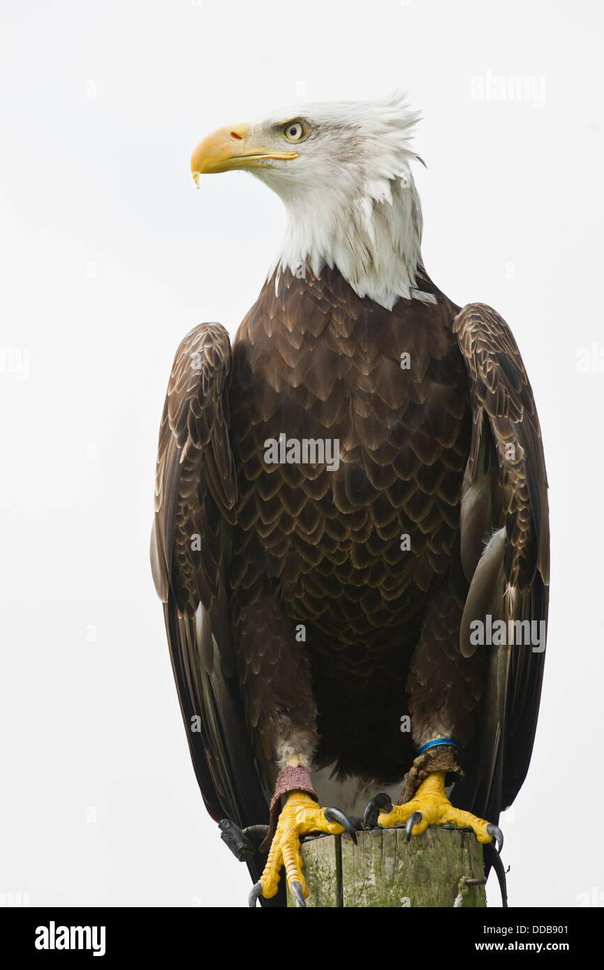 Bald eagle haliaeetus leucocephalus hi-res stock photography and images ...