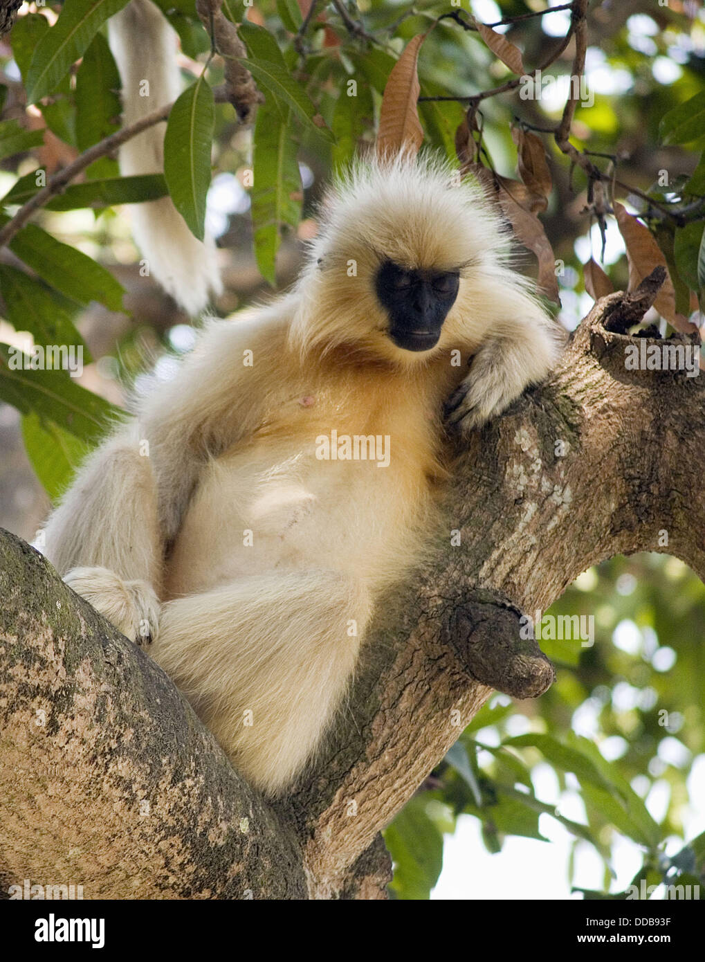 Golden Langur Stock Photos & Golden Langur Stock Images - Alamy
