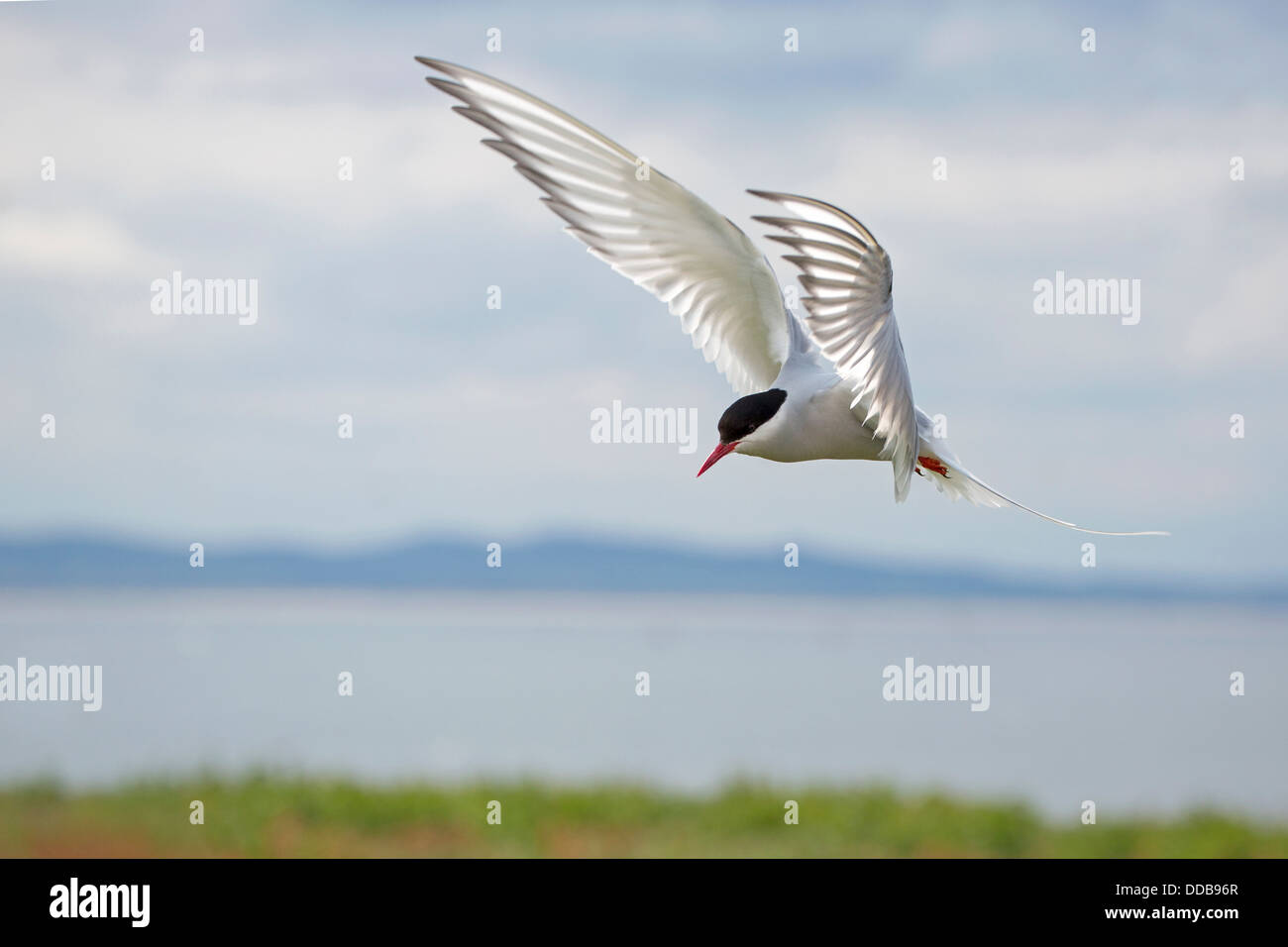 Flying arctic tern hi-res stock photography and images - Alamy