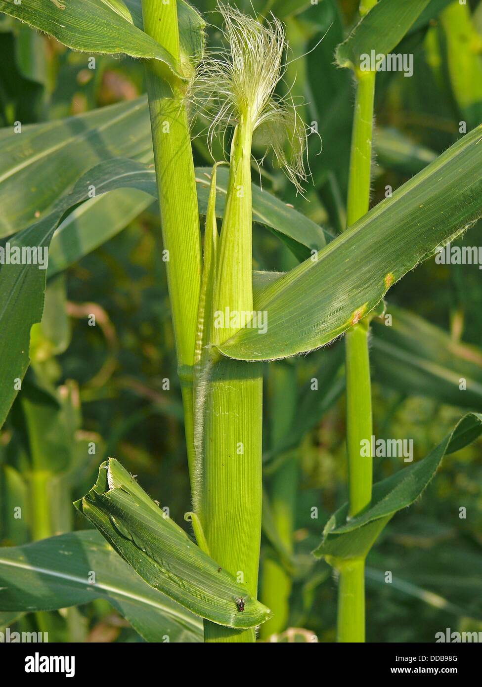 Emergence of india hi-res stock photography and images - Alamy