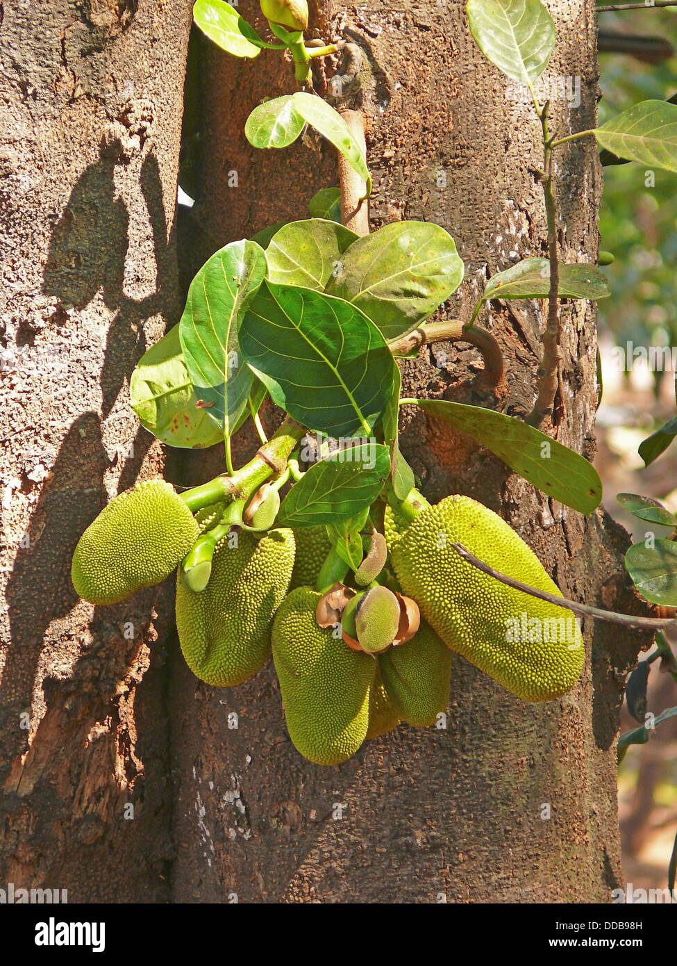 Artocarpus heterophyllus lam hi-res stock photography and images - Alamy
