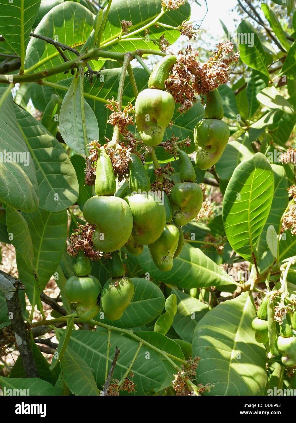 India cashew nut tree hi-res stock photography and images - Alamy