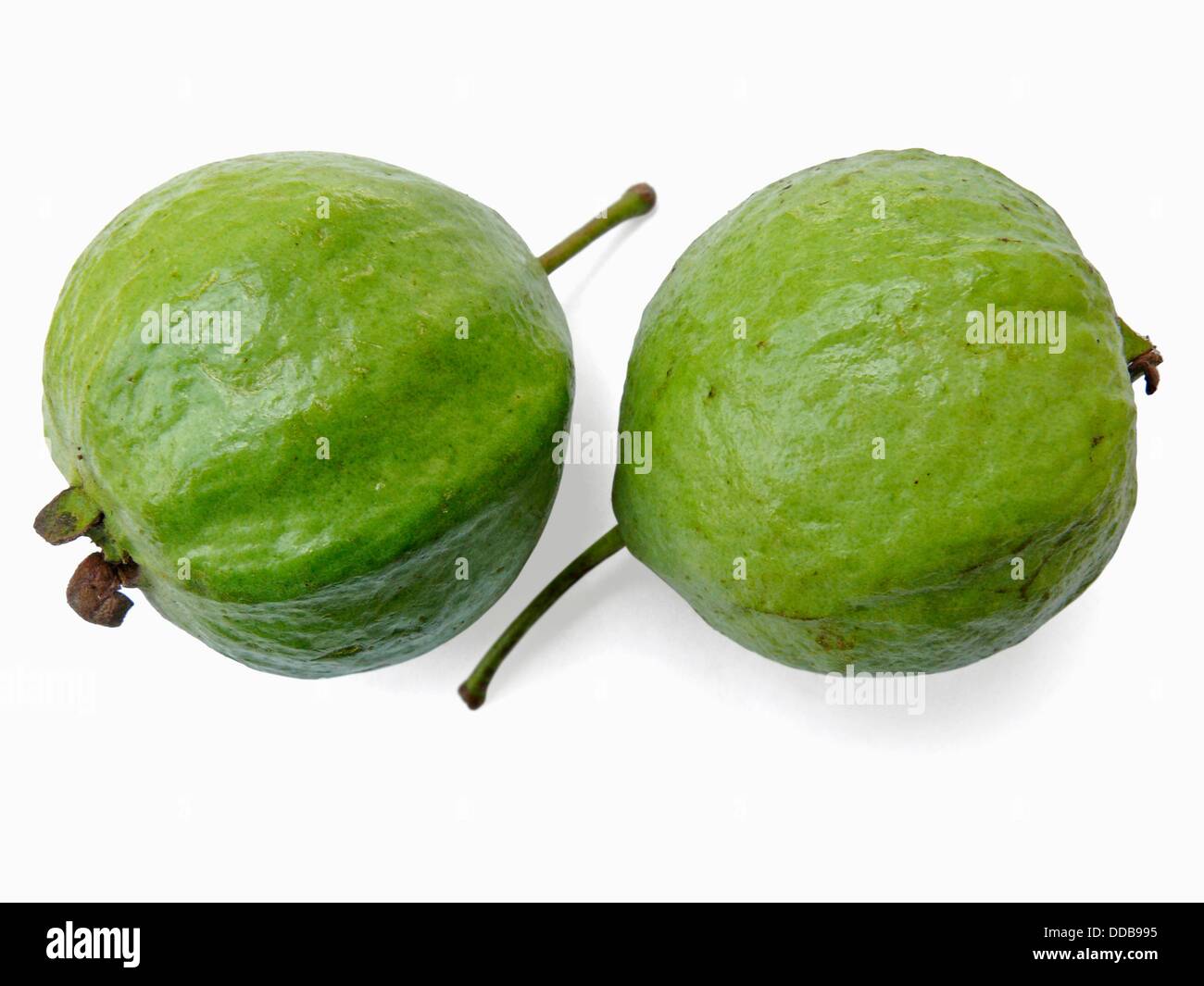 Psidium guajava, Guava Stock Photo - Alamy