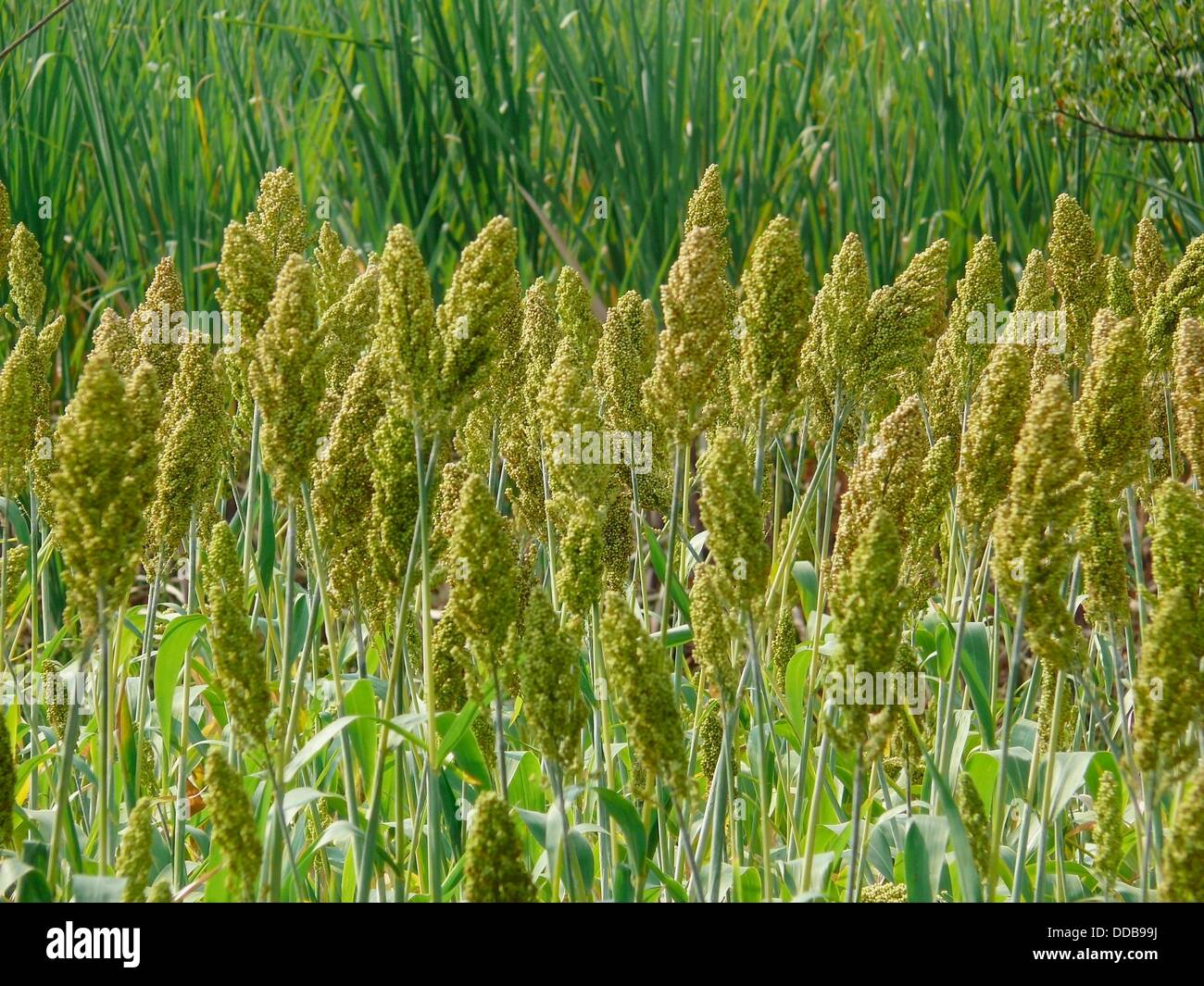 Agriculture jawar hi-res stock photography and images - Alamy