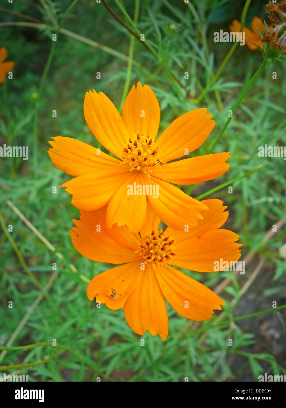 Cosmos orange hi-res stock photography and images - Alamy