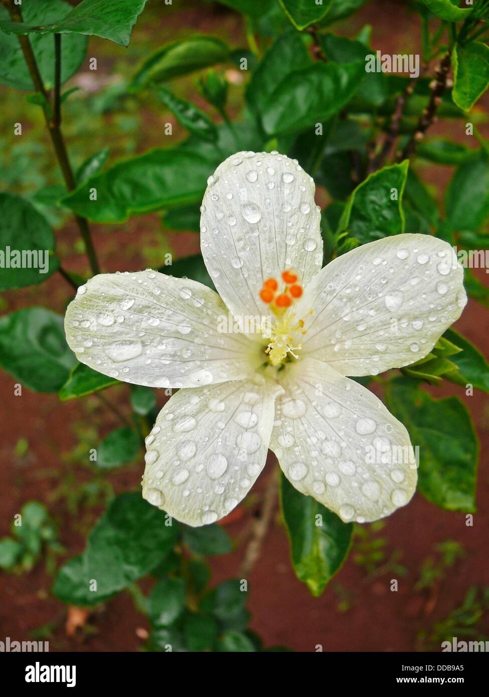 Kusum tree hi-res stock photography and images - Alamy