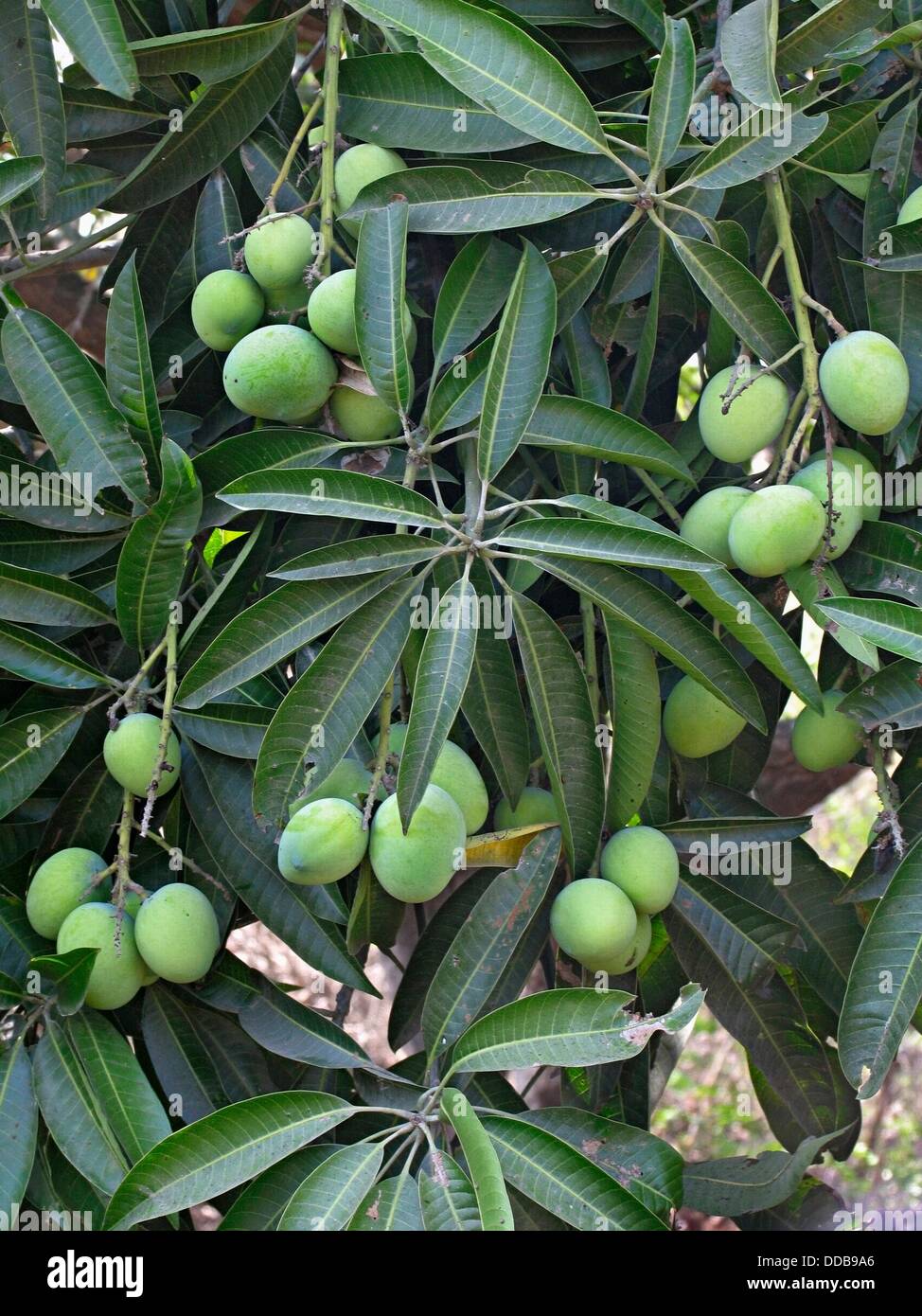 Mangifera indica l hi-res stock photography and images - Alamy