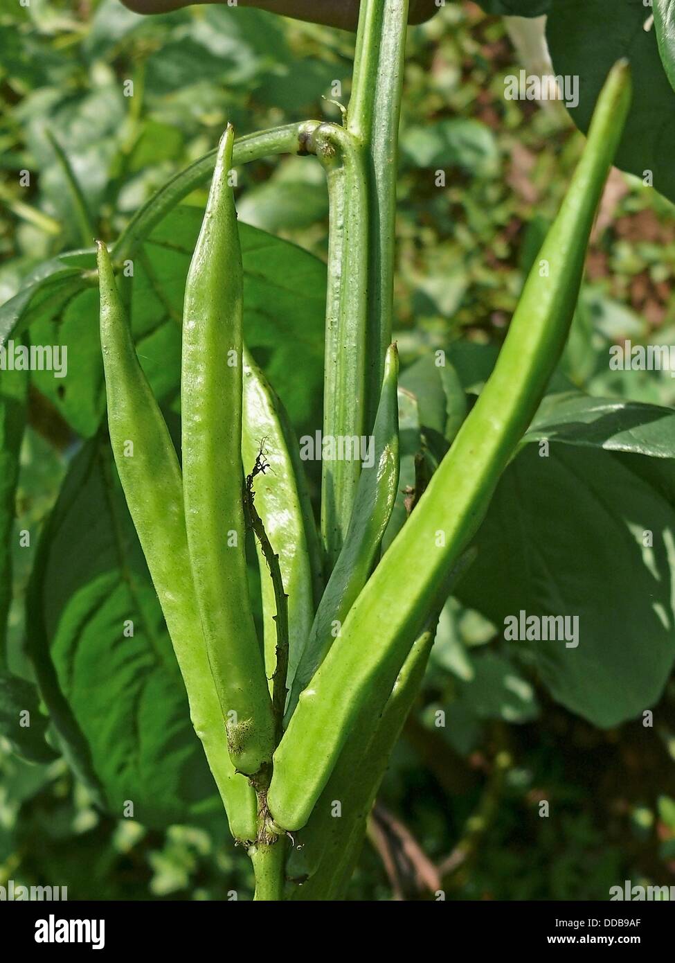 Guar hi-res stock photography and images - Alamy