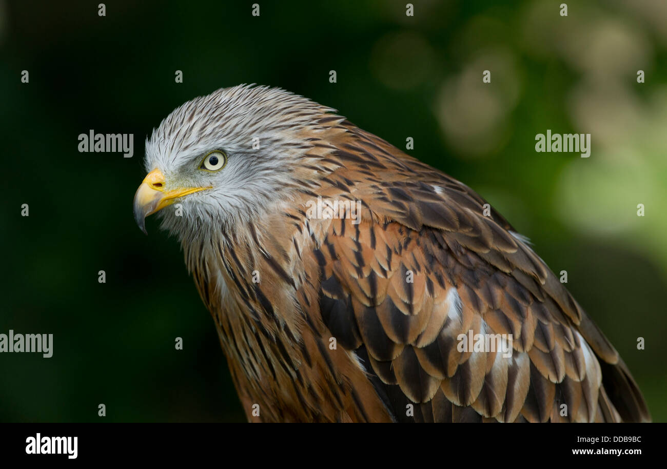 Red Kite (Milvus milvus Stock Photo - Alamy