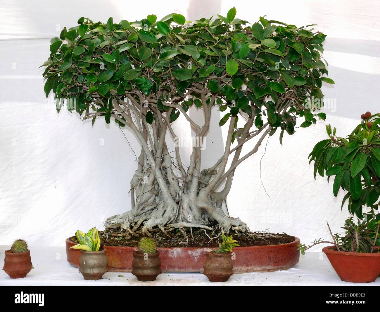 Ficus bonsai hi-res stock photography and images - Alamy