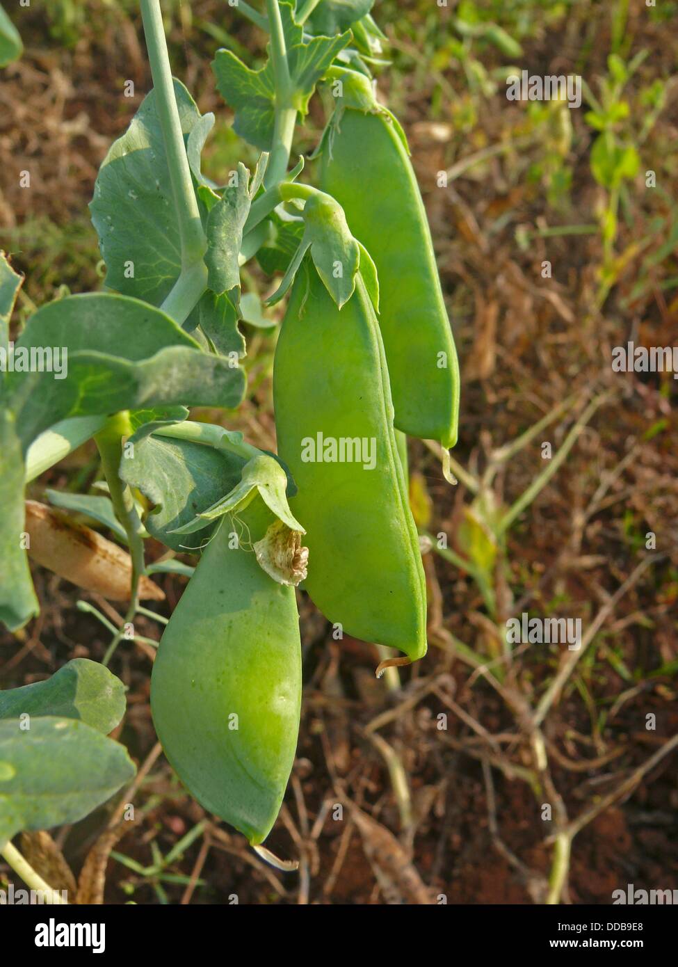 Peas pods india hi-res stock photography and images - Alamy