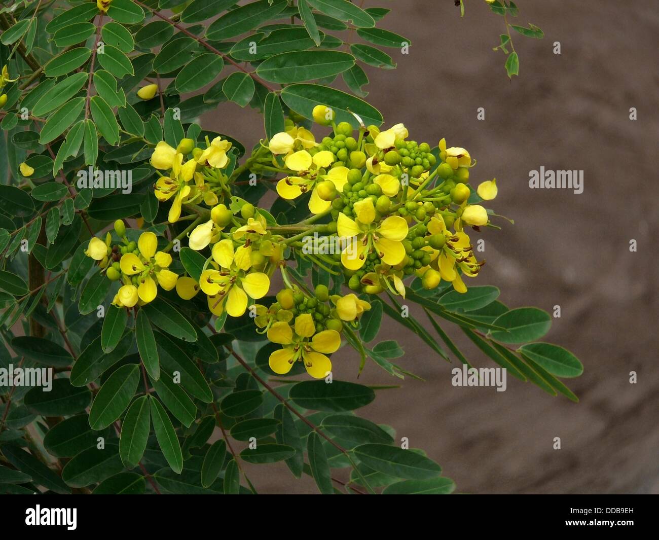 Senna siamea, Cassia siamea, Caesalpiniaceae, Gulmohar family Stock ...