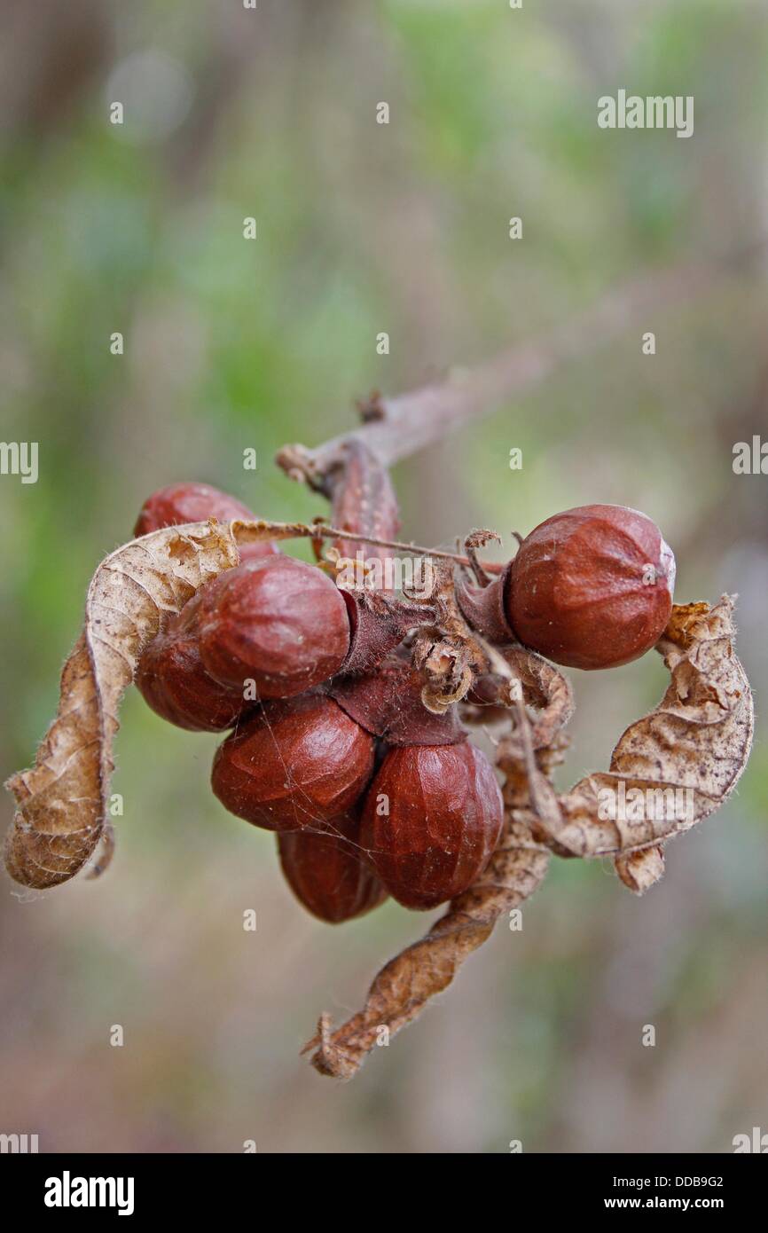 Cordia sinensis hi-res stock photography and images - Alamy