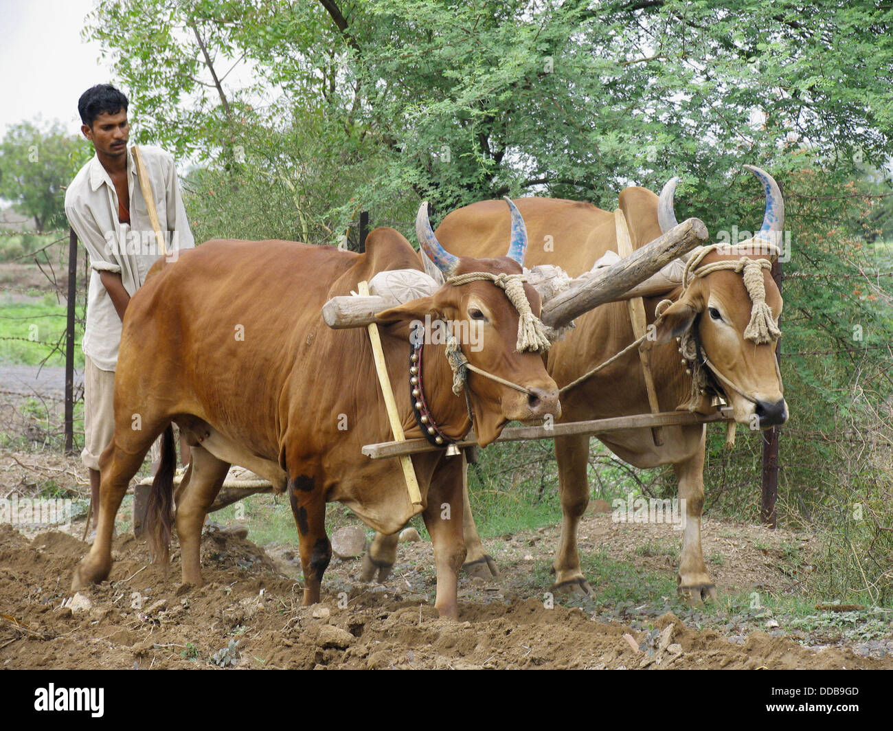 A farmer ploughing a field with pair of bulls by traditional method ...