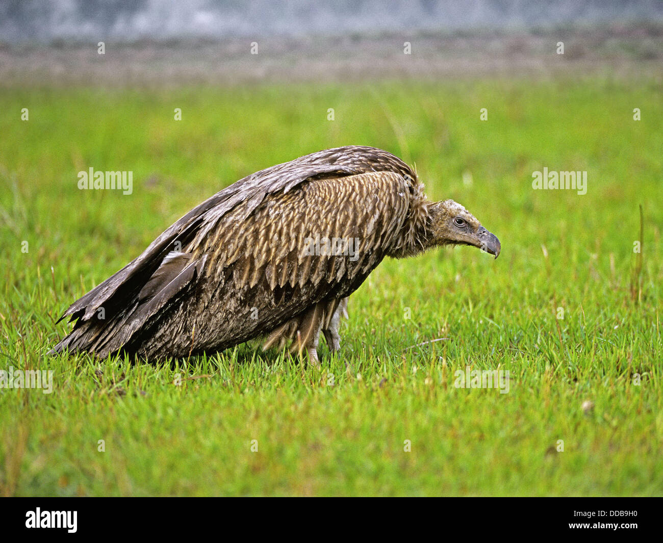 Gyps indicus india hi-res stock photography and images - Alamy