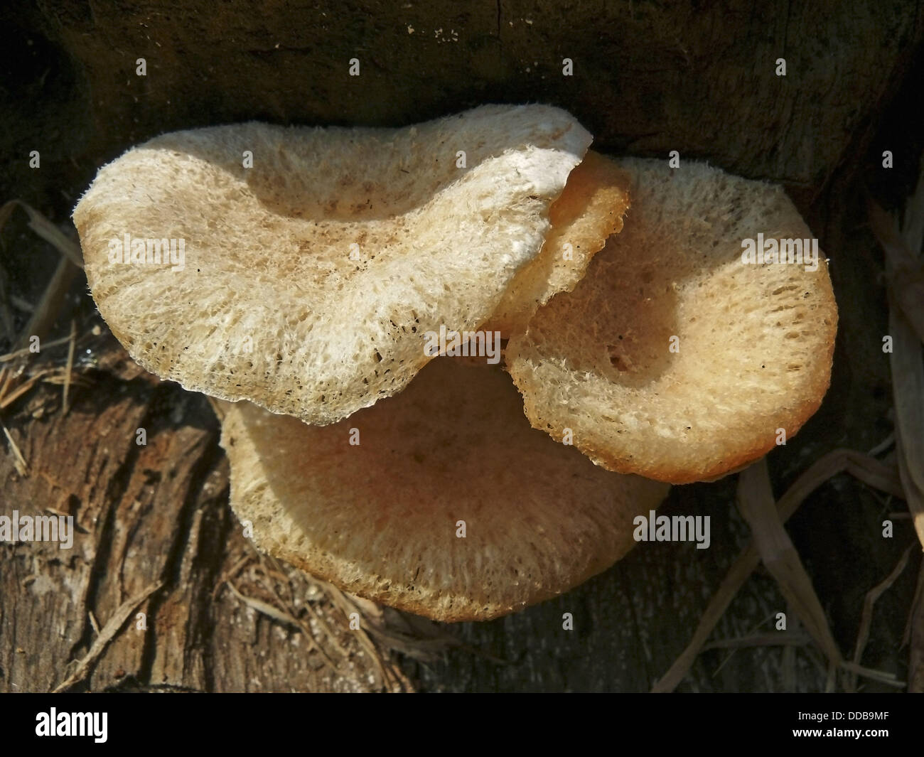 Polyporus Slide