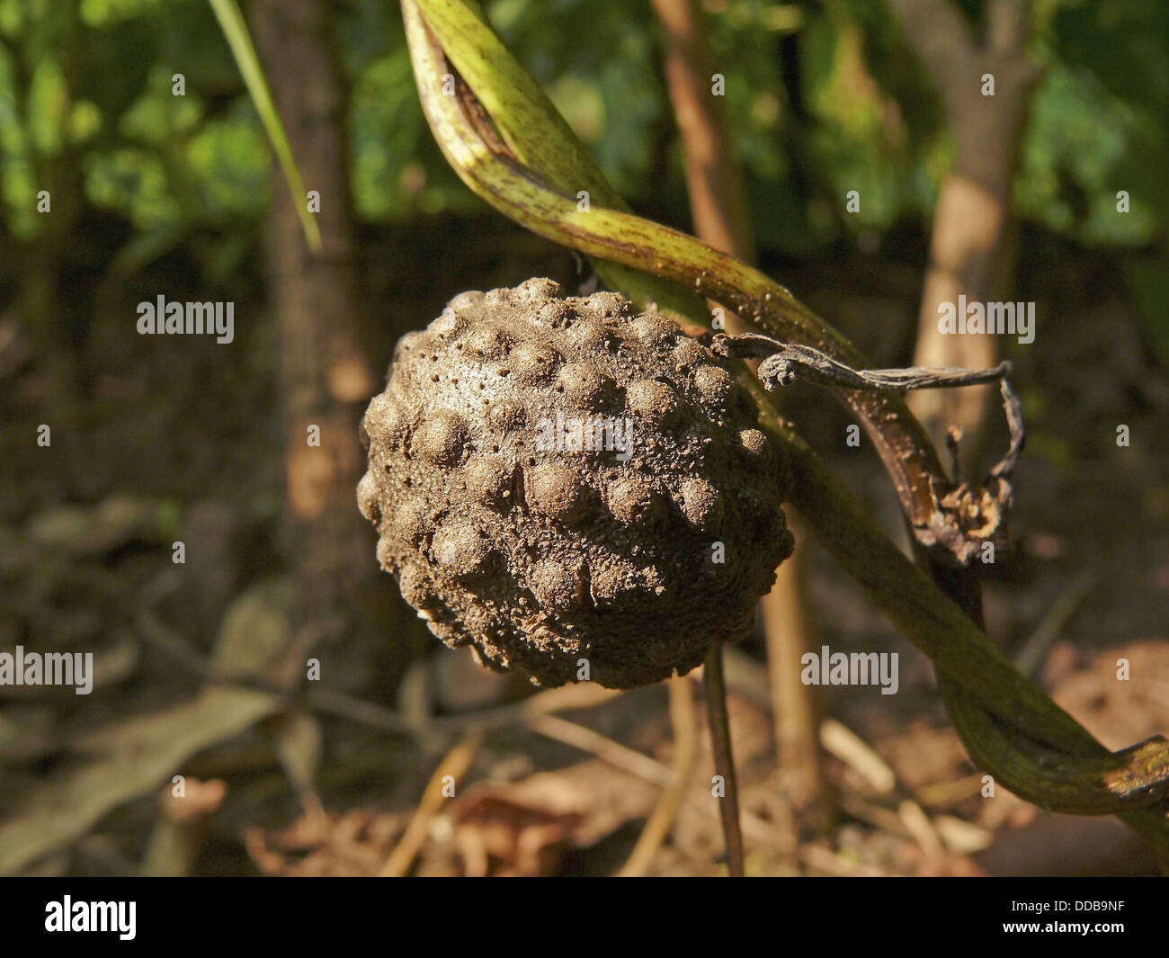 Aerial tubers, greater yam called as ´Kokan Ghorkand´, Dioscorea alata ...