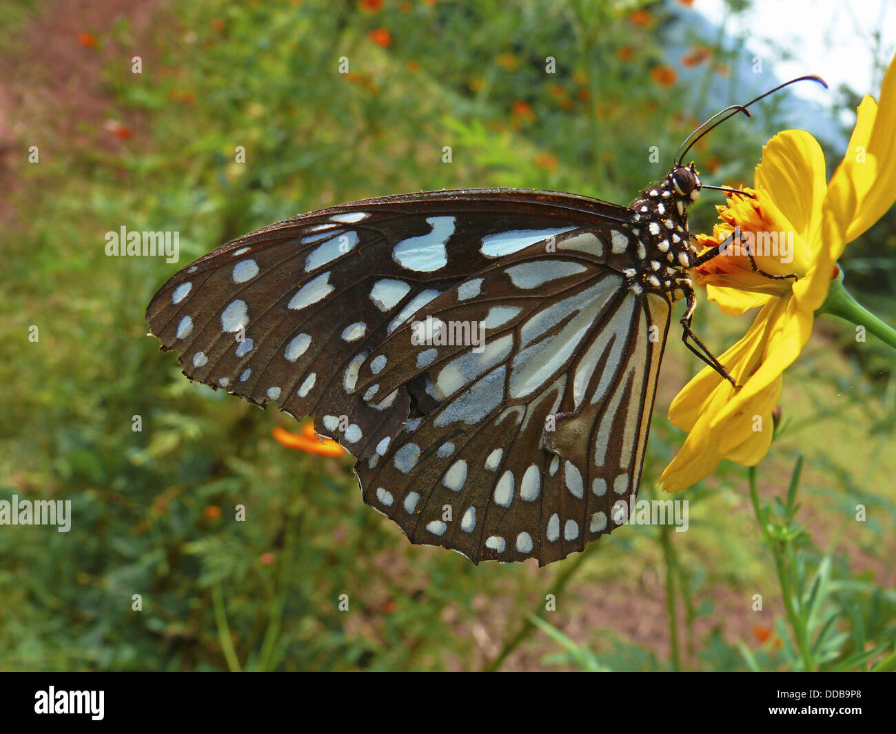 Common blue striped butterfly on Cosmos flower Stock Photo - Alamy