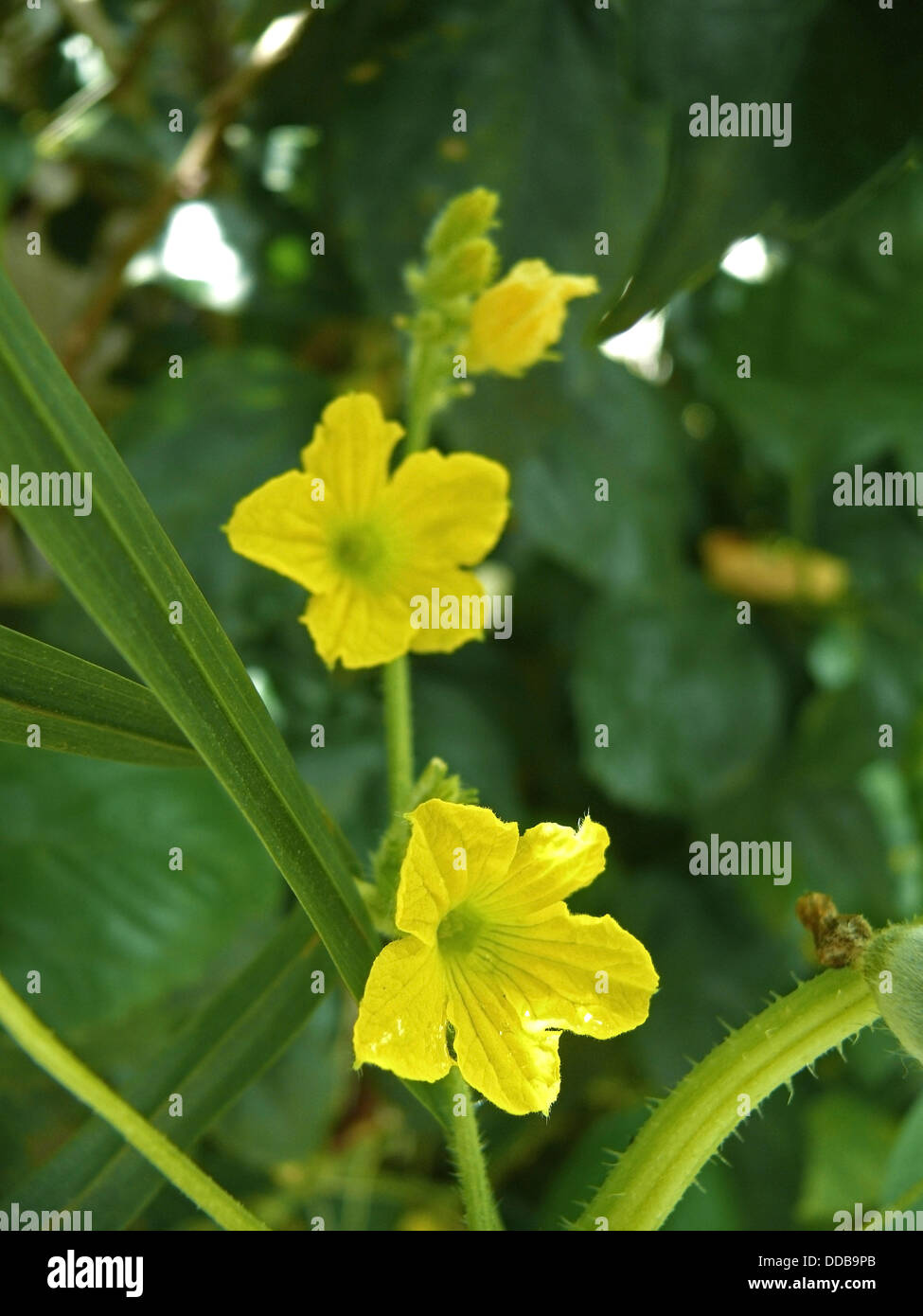 Musk Melon Flower