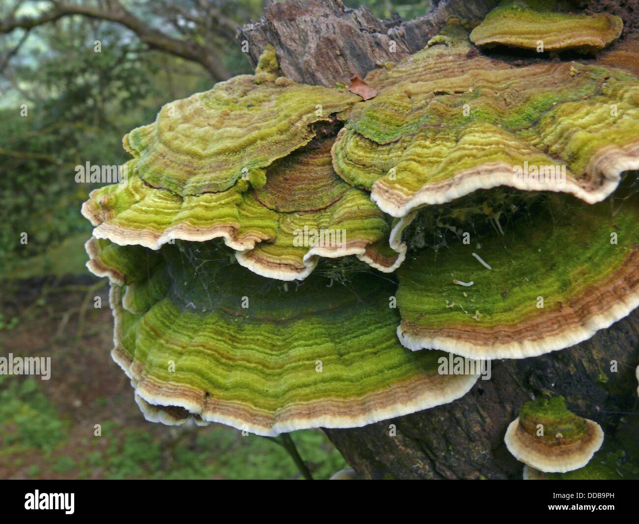 Annual Bracket Fungi High Resolution Stock Photography and Images - Alamy