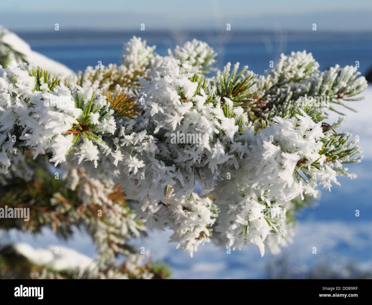 Spruce farm hi-res stock photography and images - Alamy