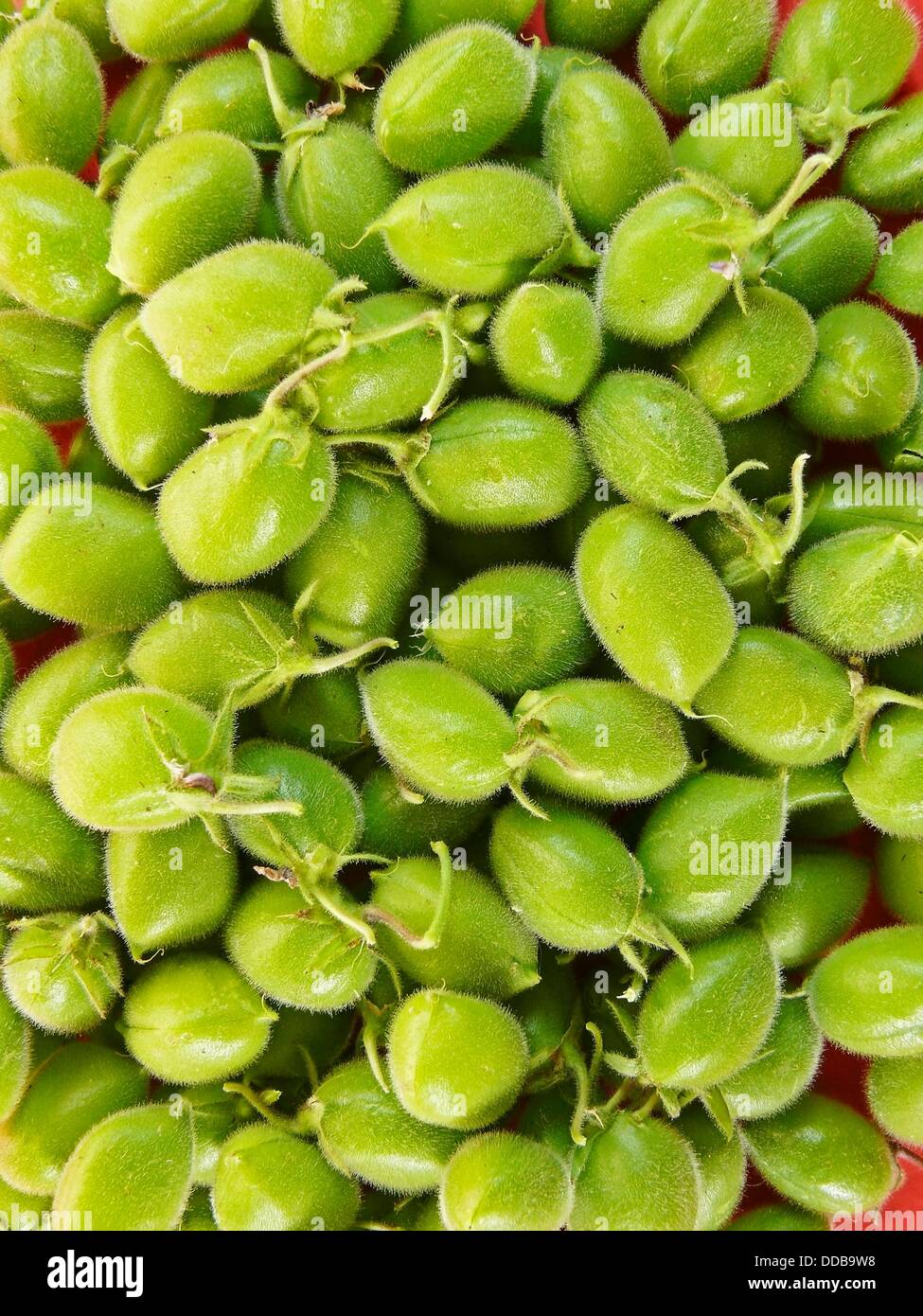 Grams, Cicer Arietinum Stock Photo - Alamy