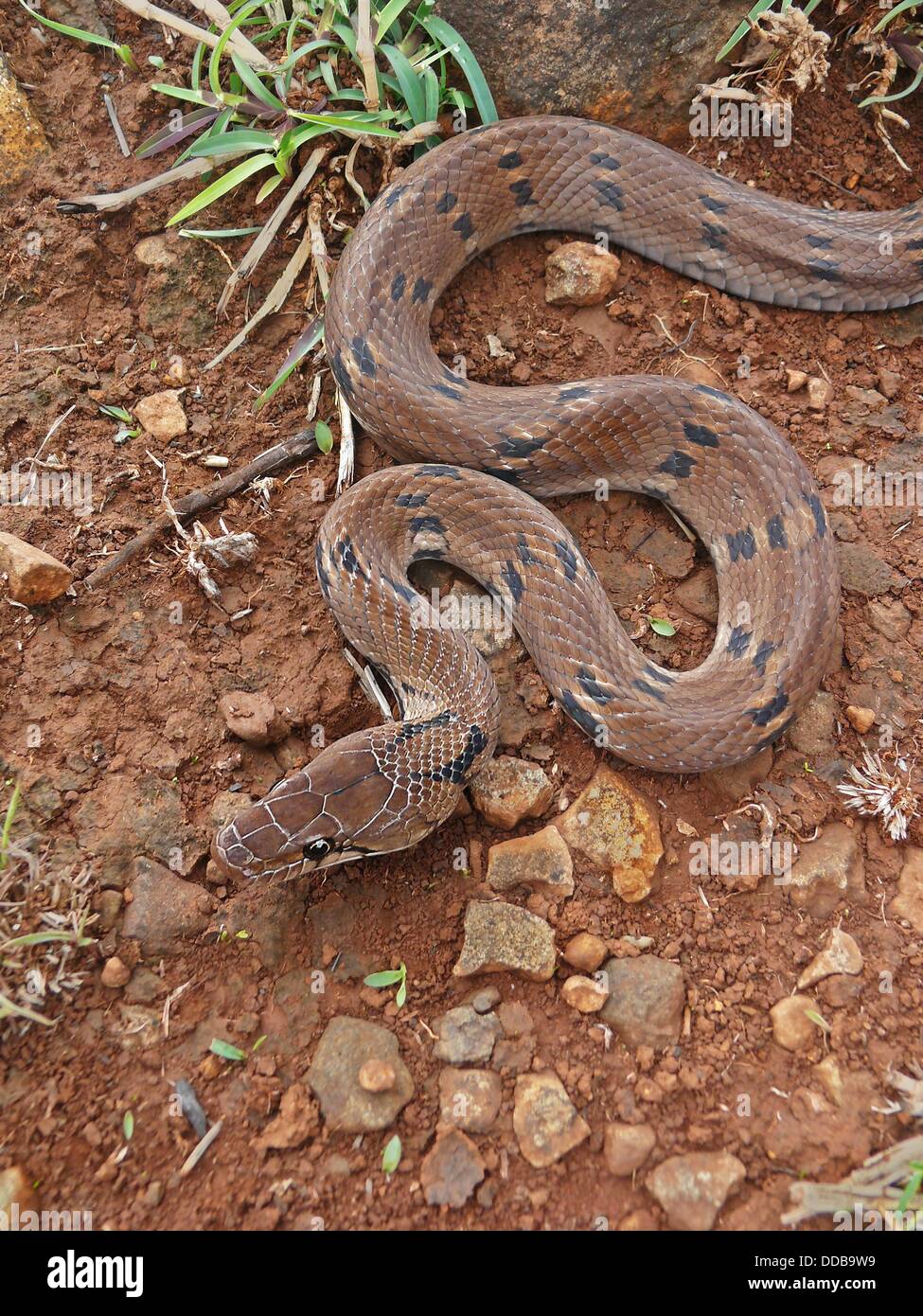 Indian Rat Snake High Resolution Stock Photography and Images - Alamy