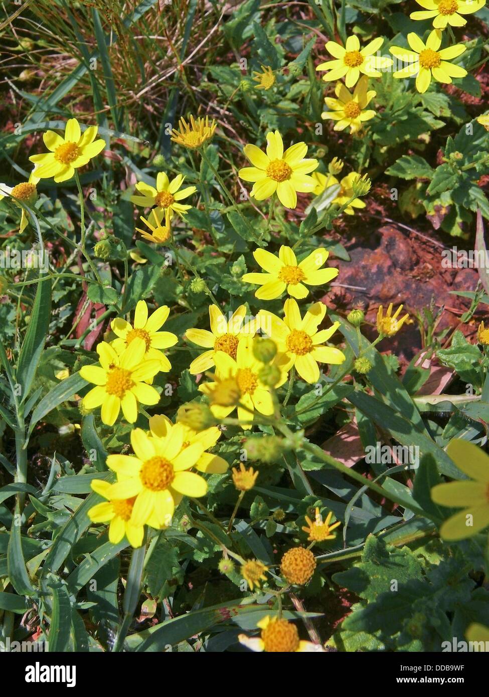 Sonki, Senecio bombayensis, Asteraceae Kaas plateau, Kaas, Satara ...