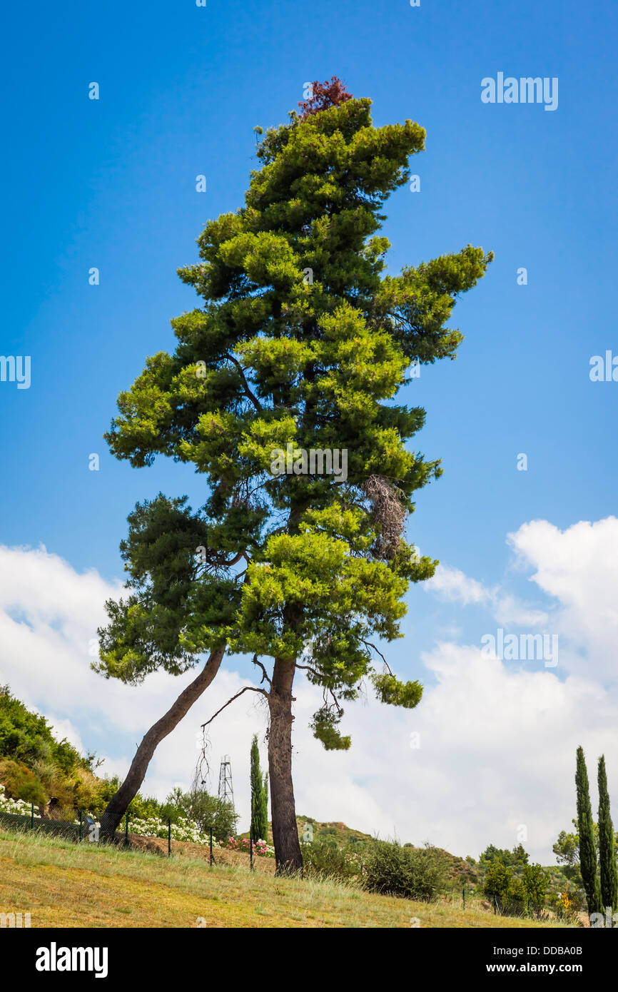 Nice shape trees hi-res stock photography and images - Alamy