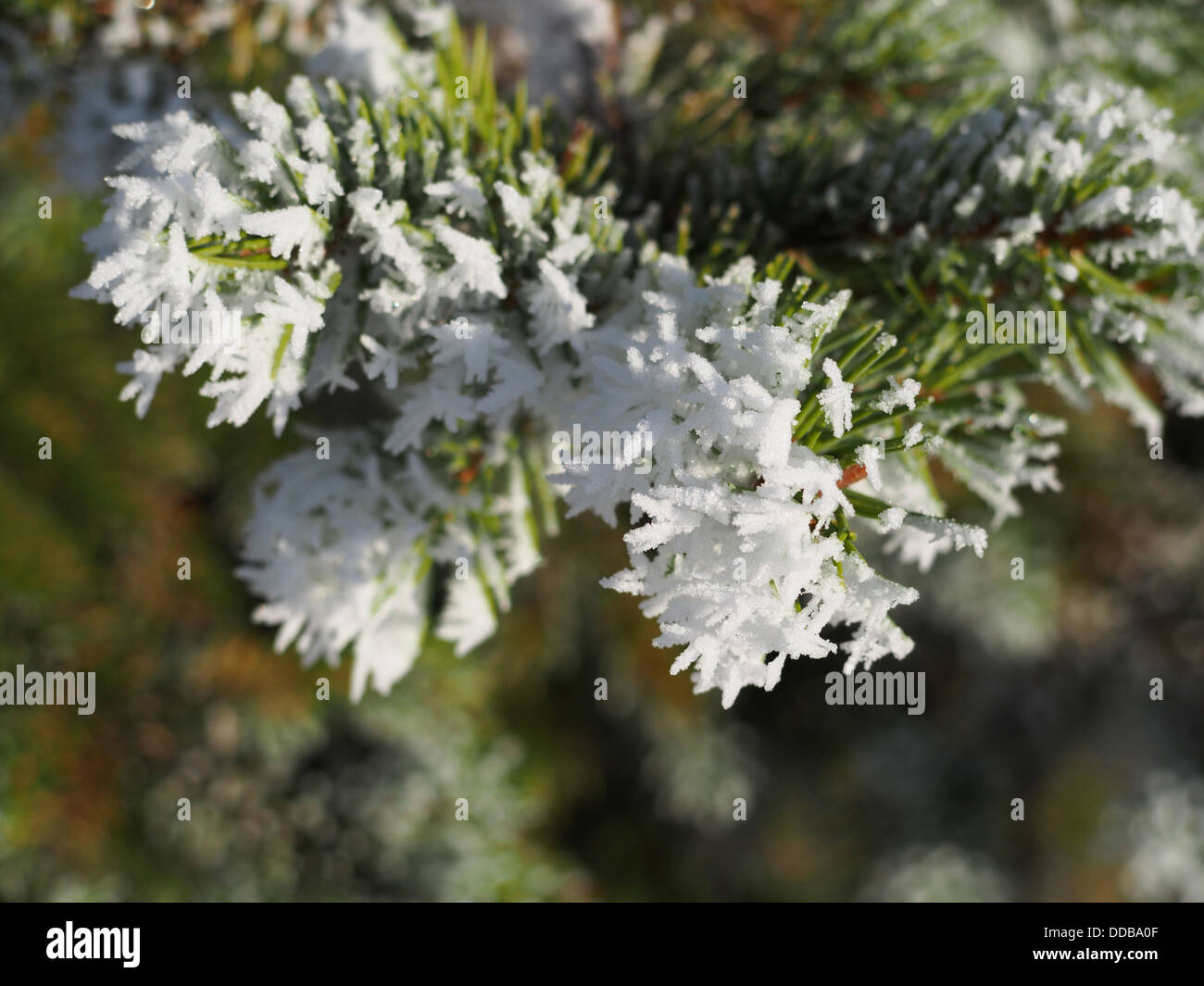 Silver fir tree farm hi-res stock photography and images - Alamy