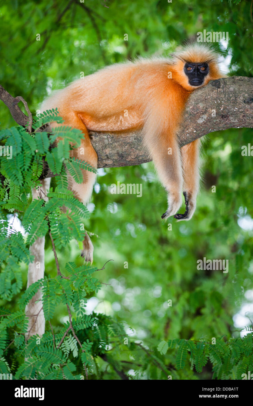 Golden langur monkey assam hi-res stock photography and images - Alamy