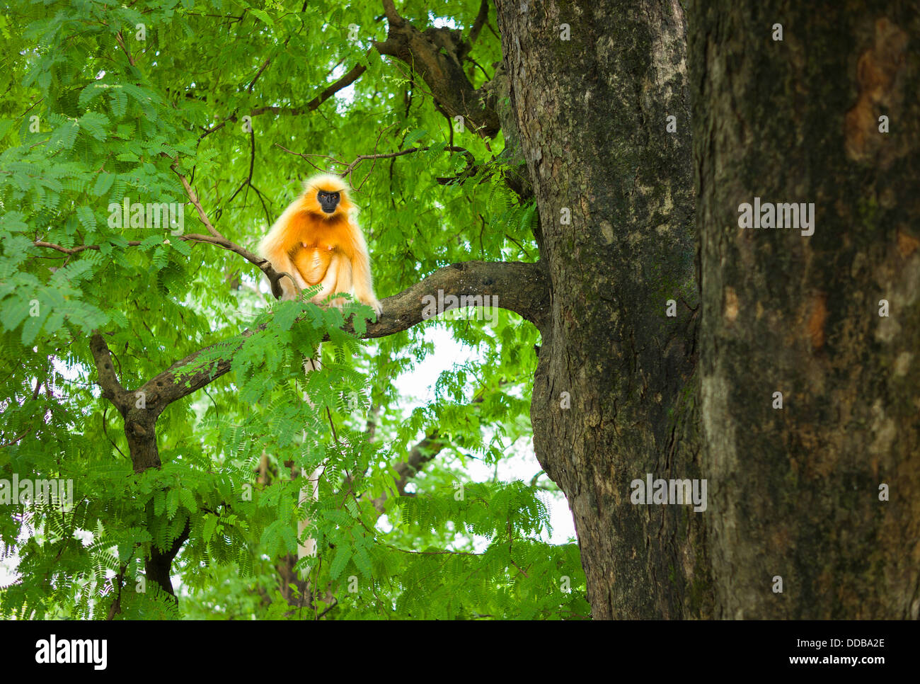Golden langur monkey assam High Resolution Stock Photography and Images ...