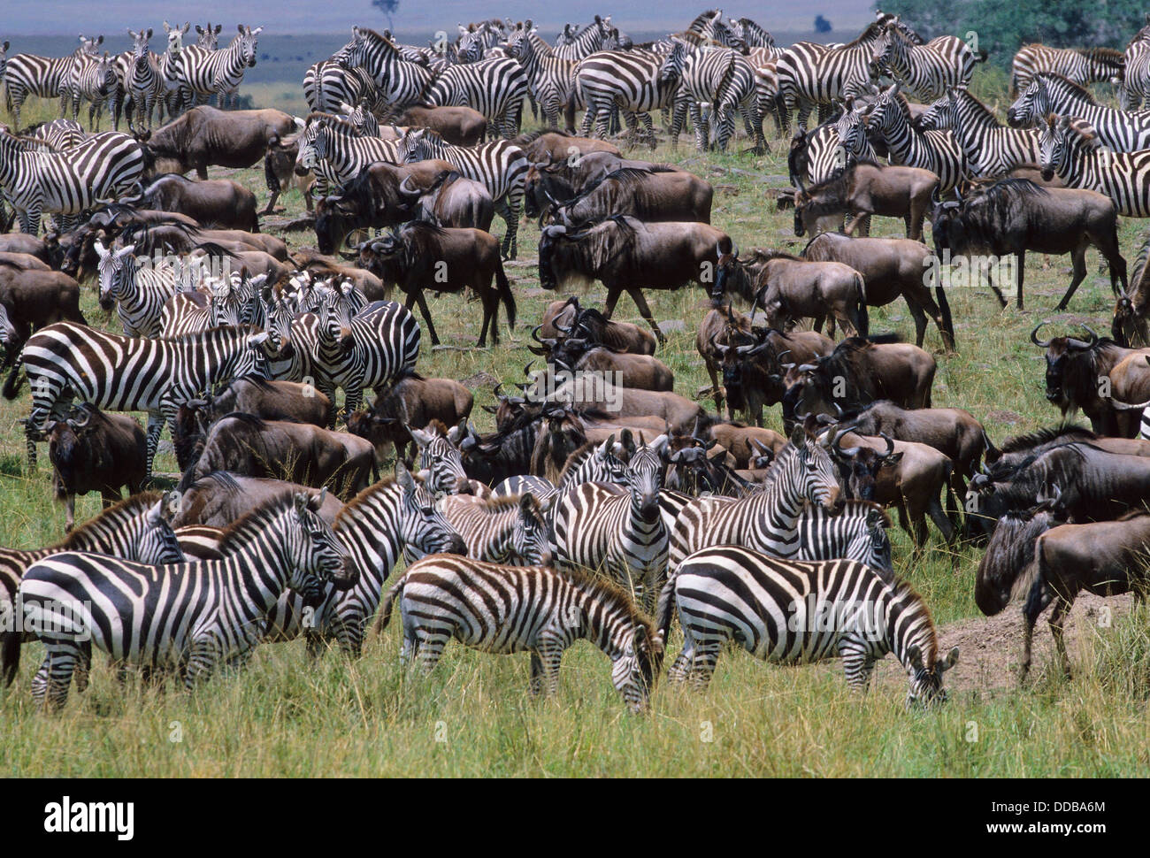 African Wildebeest And Zebra