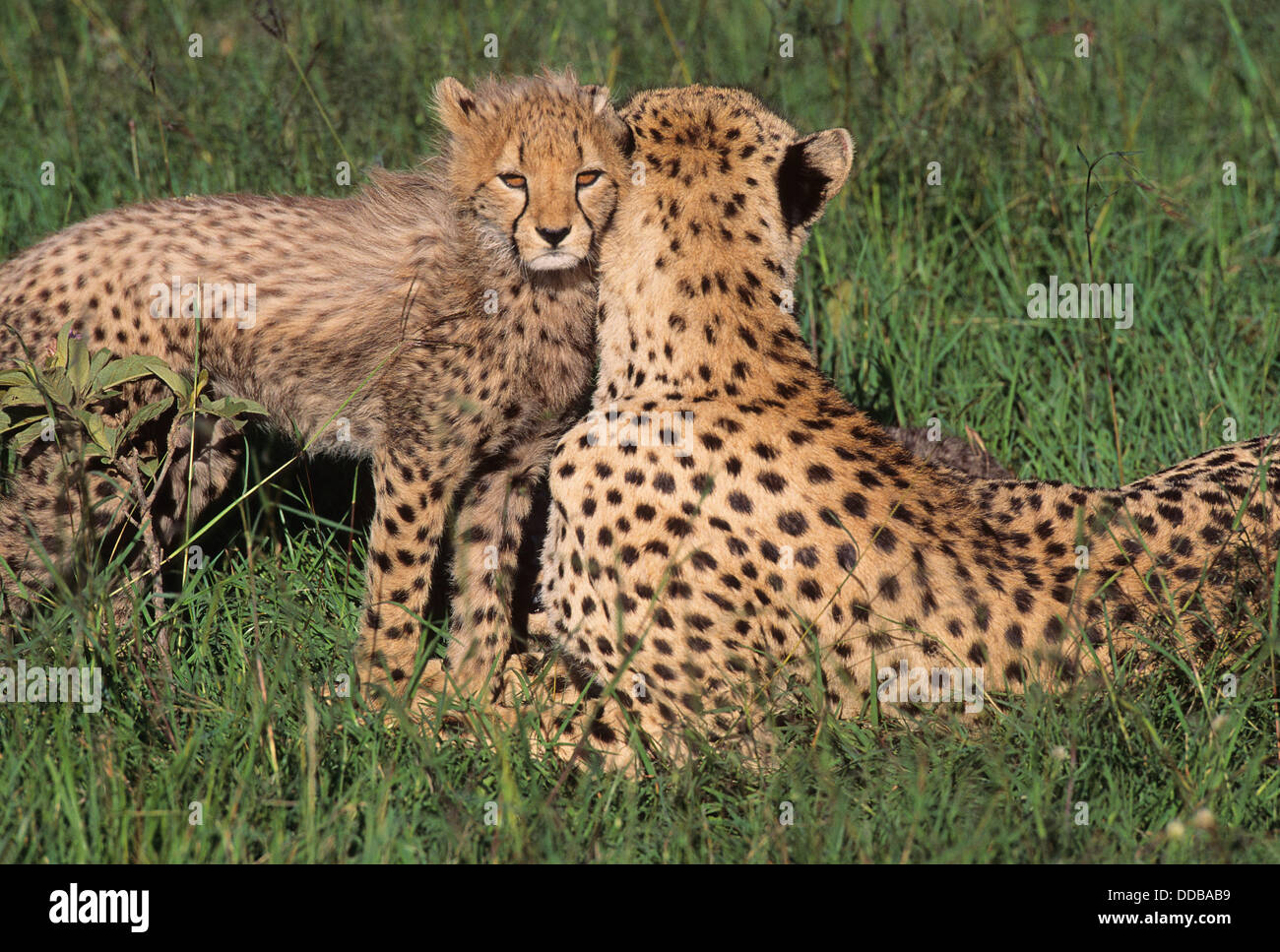 Cheetah mom and cubs Acinonyx jubatus Stock Photo - Alamy