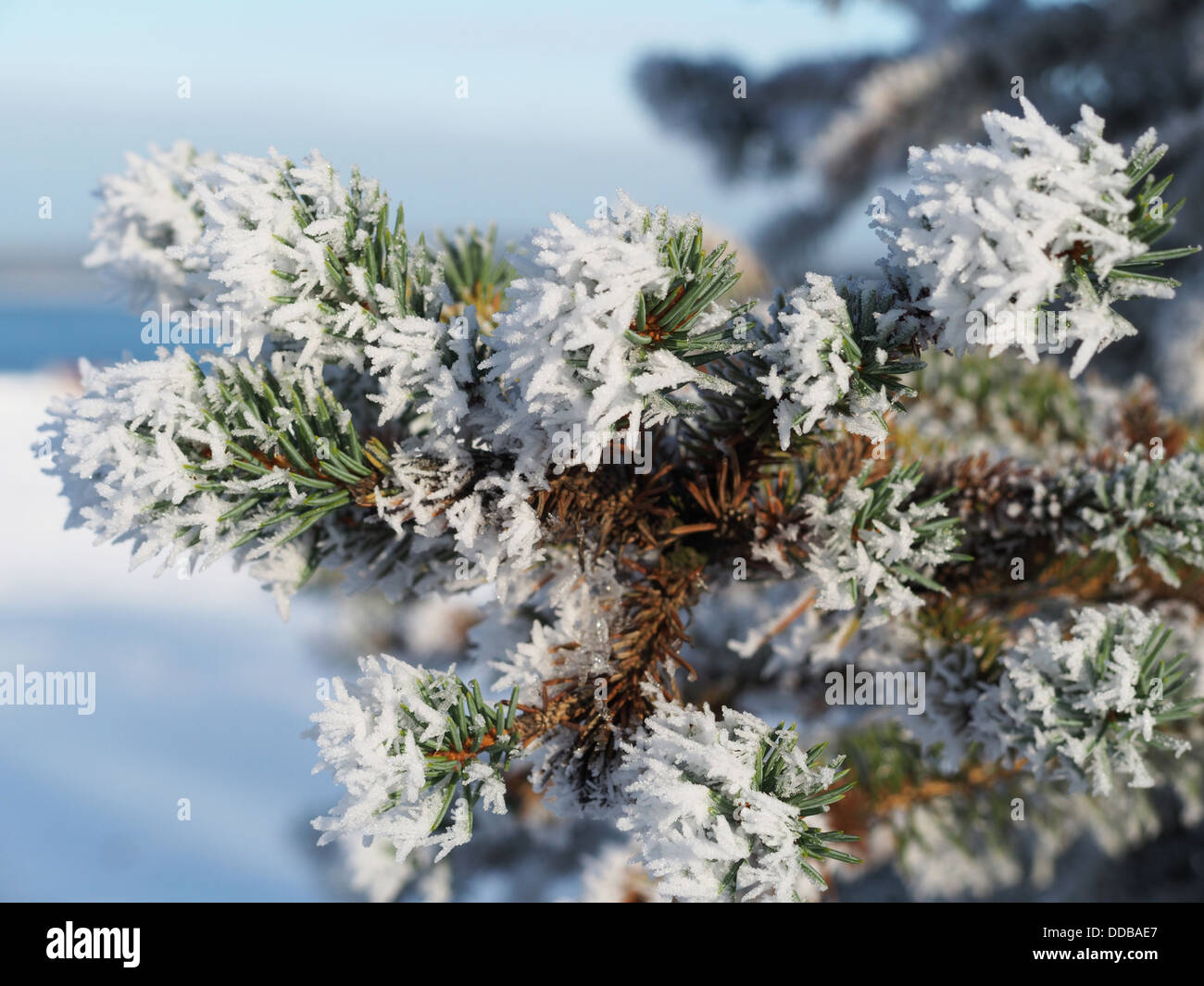 spruce twig in the snow Stock Photo - Alamy