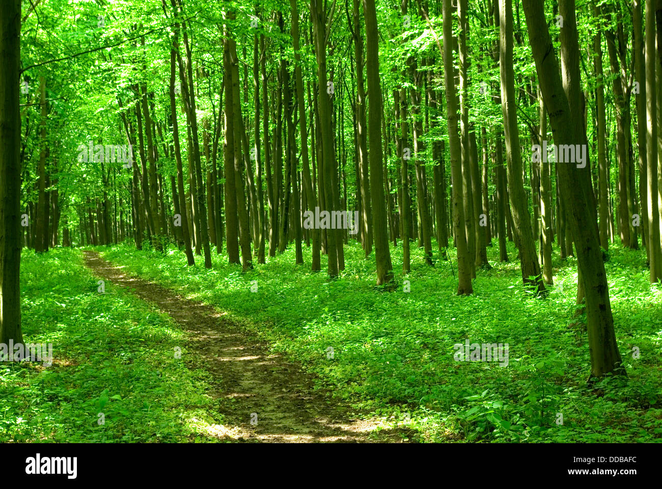 forest way Stock Photo - Alamy