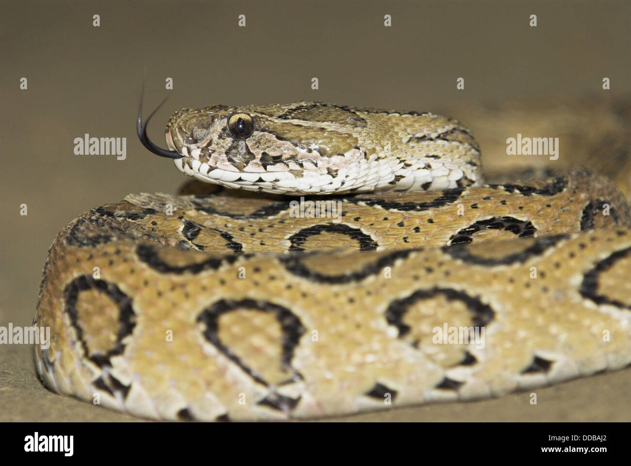 Daboia hi-res stock photography and images - Alamy