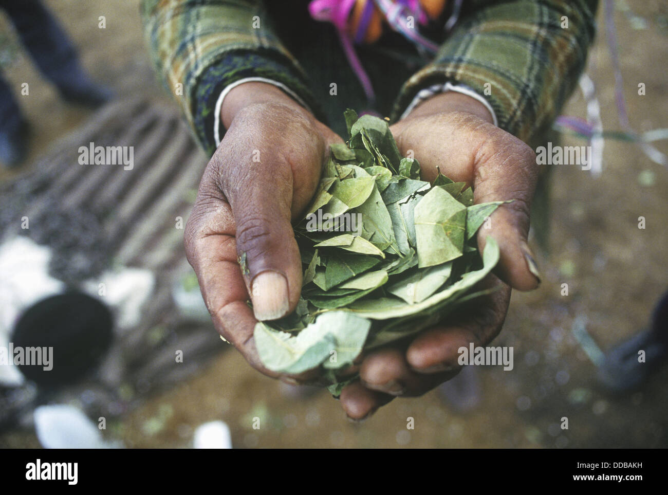 Coca leaf tea andes hi-res stock photography and images - Alamy
