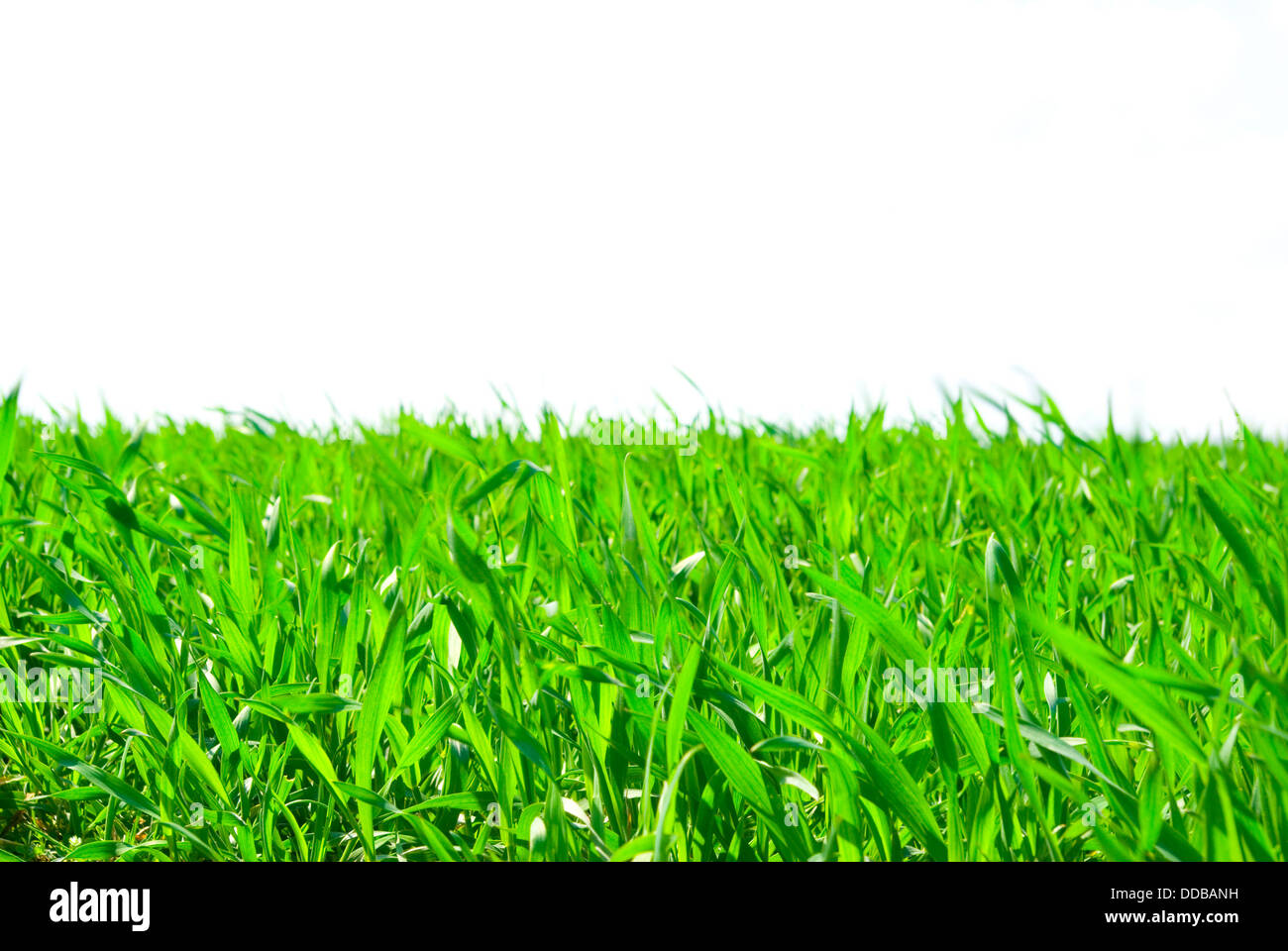 Grass high resolution hi-res stock photography and images - Alamy
